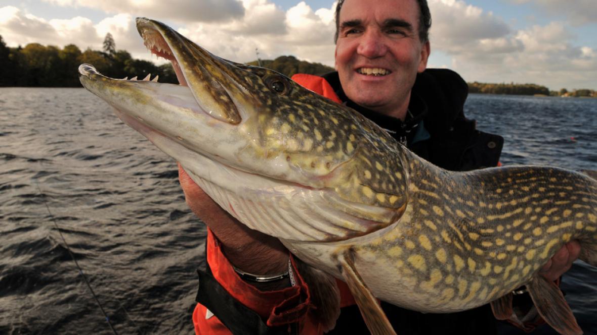 Gedder er guld værd | Gylle.dk