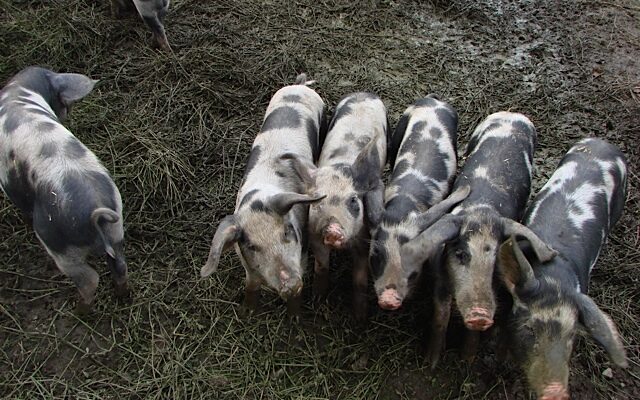 Få en hyggelig velfærds-jul med glade dyr | Gylle.dk