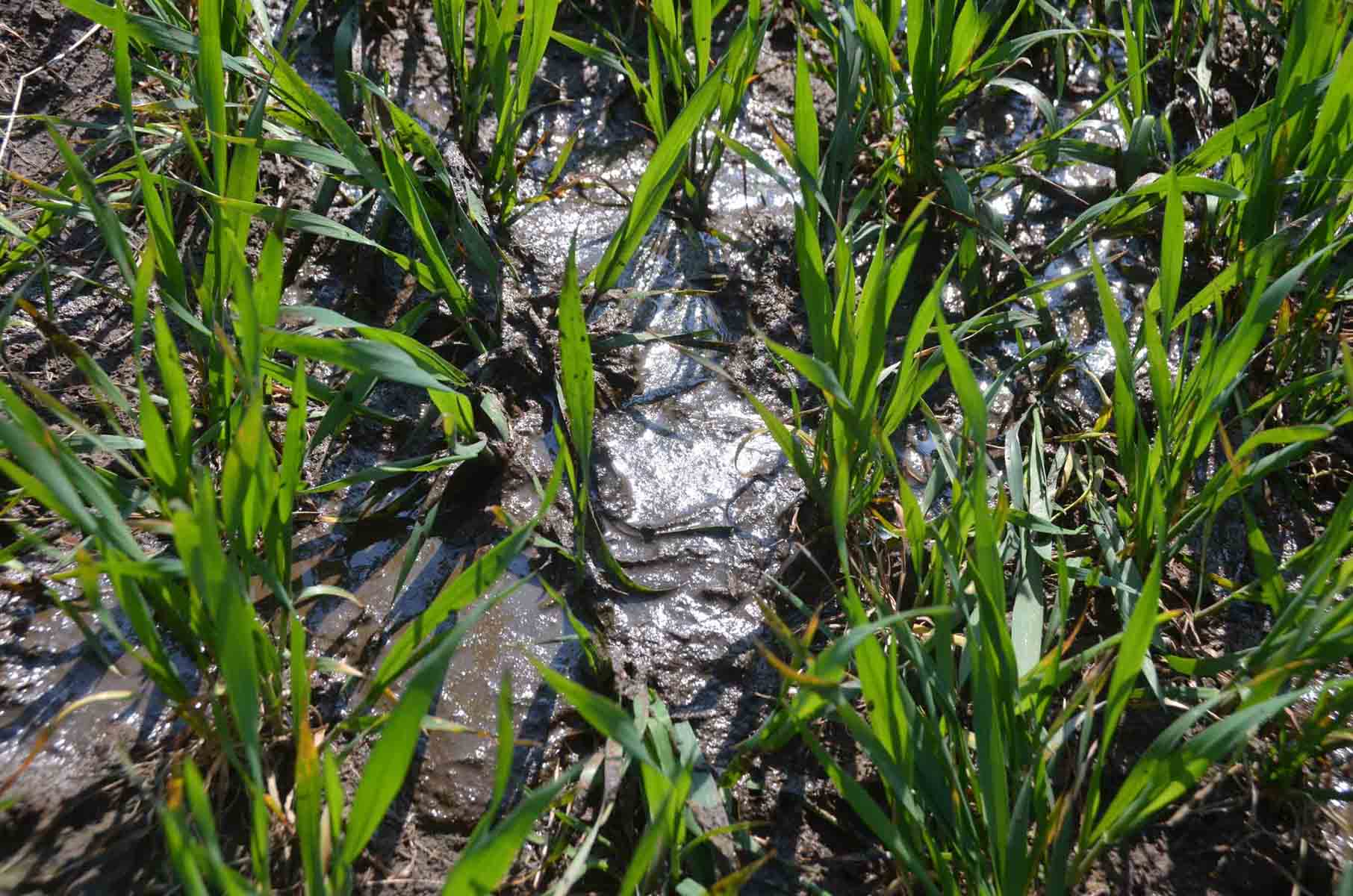 Gyllestank har plaget folk i Assens kommune i årevis | Gylle.dk