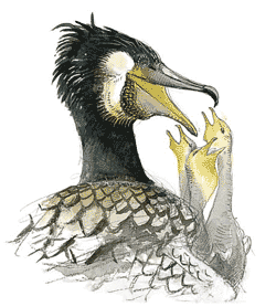 Lunde Larsen vil dræbe skarver | Gylle.dk