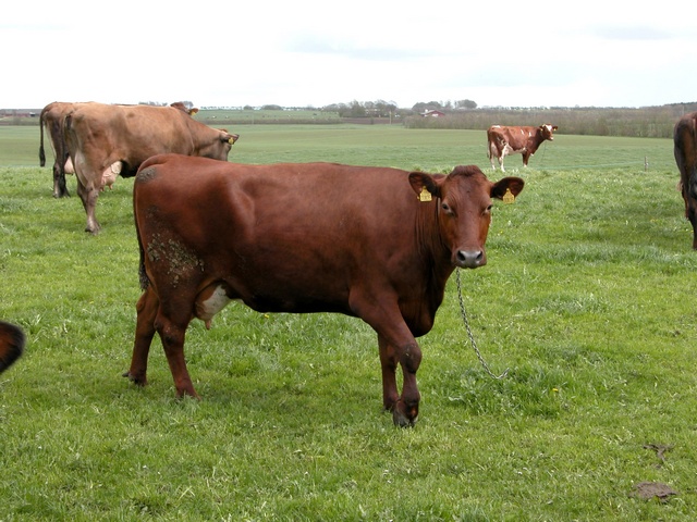 Hårdt at være malkeko i DK | Gylle.dk