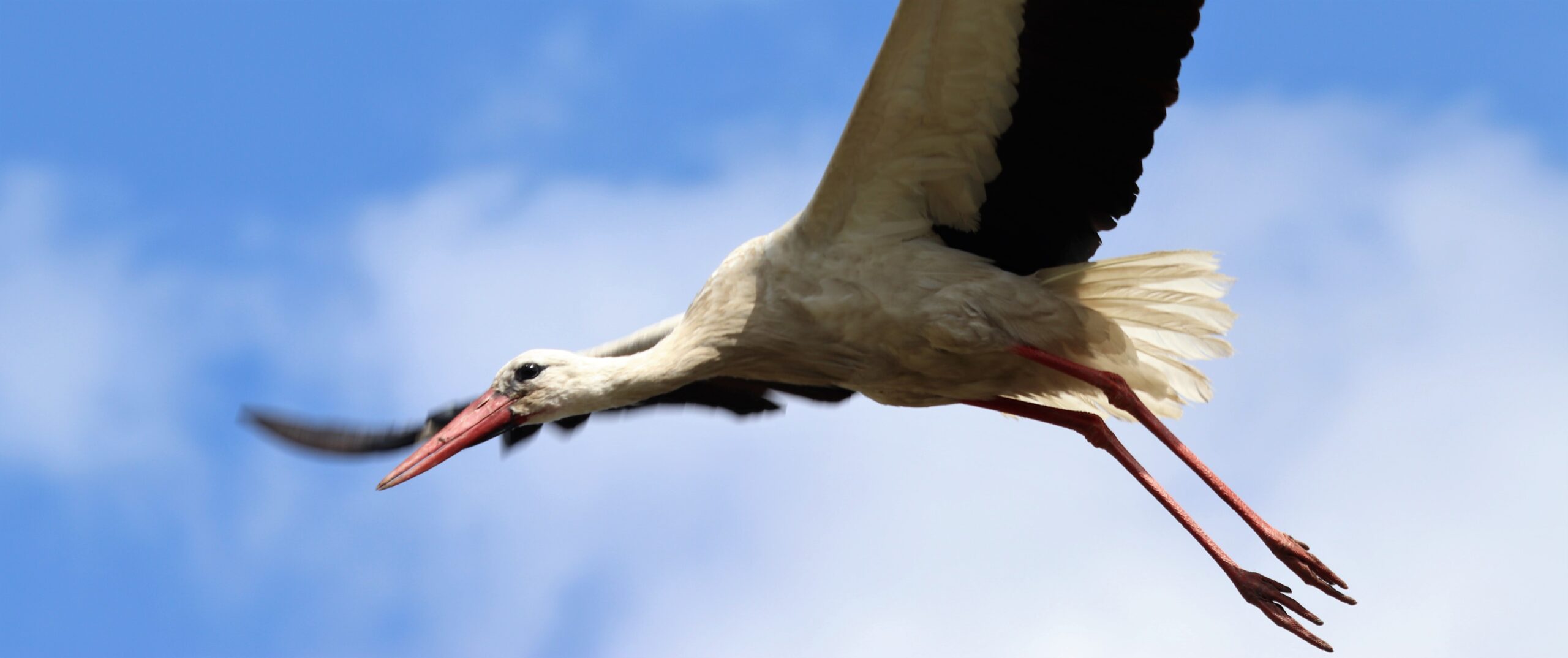 Storkesæsonen er i gang: Der er storke på rederne i Smedager og ...