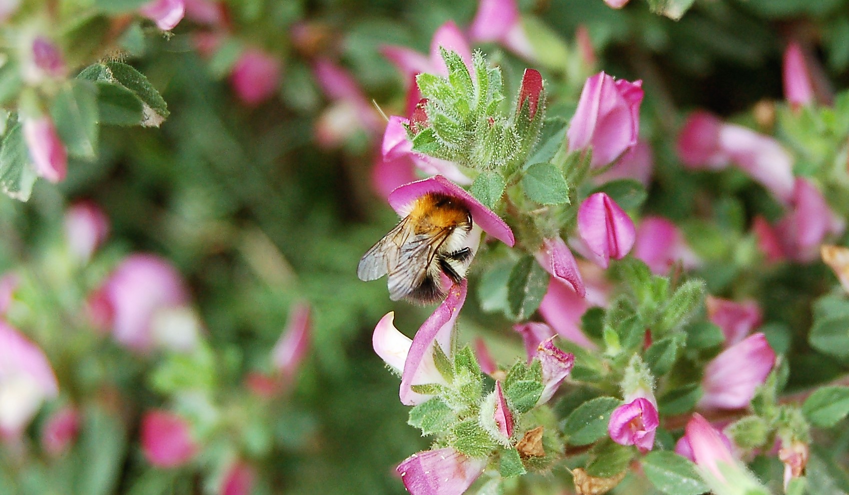 GRATIS BLOMSTERFRØ: Hjælp de vilde bier! Så blomster og vælg økologi ...