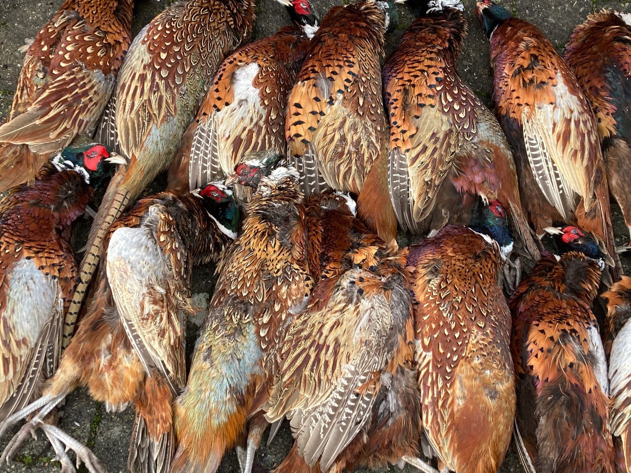 Hvor havner de skudte fasaner og gråænder, jægerne ikke selv orker at ...