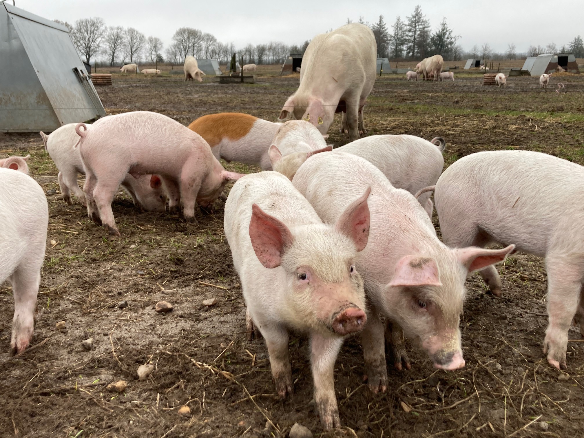 Danske svin er sunde – de strutter af kønshormon | Gylle.dk
