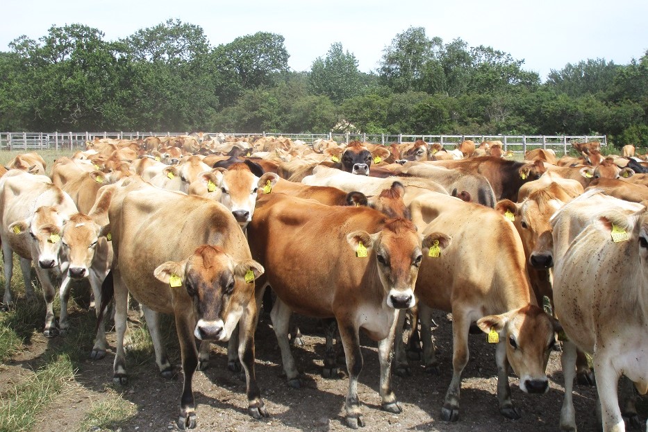 Ringe politisk håndværk blokerer for tilskud til færre kobøvser | Gylle.dk
