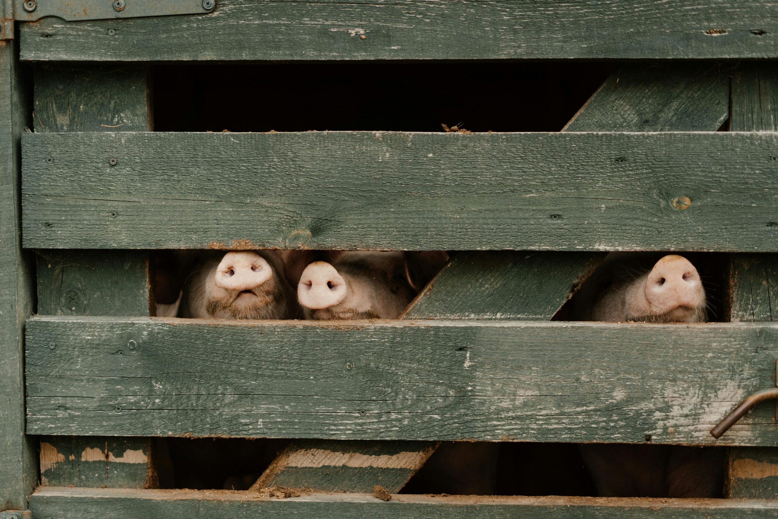 Glædelig jul til alle – også de danske svin… | Gylle.dk