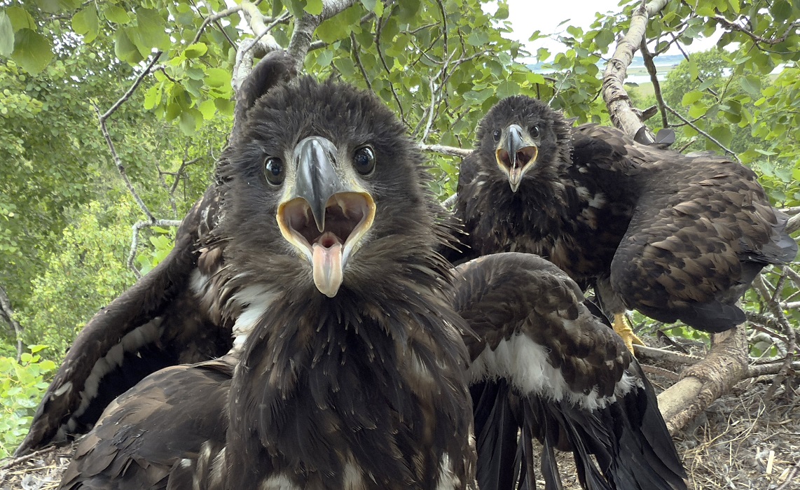 Danmarks bestand af havørne nærmer sig 200 ynglepar | Gylle.dk